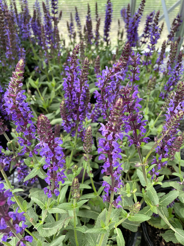 Salvia nemorosa 'Lyrical Blue' (1 gal - 3 Pack) - Providence Nursery
