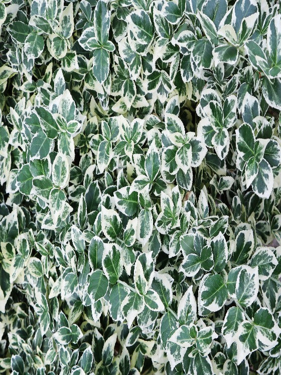 Euonymus Emerald Gaiety - Providence Nursery