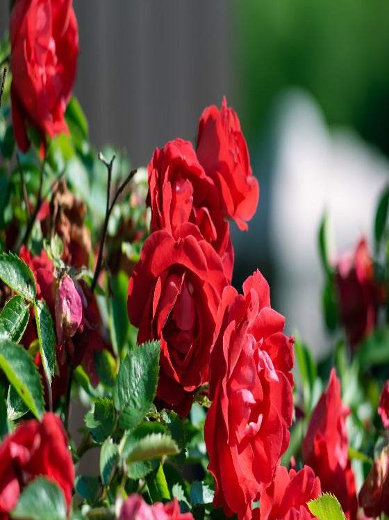 Petite Knock Out® Rose - Providence Nursery