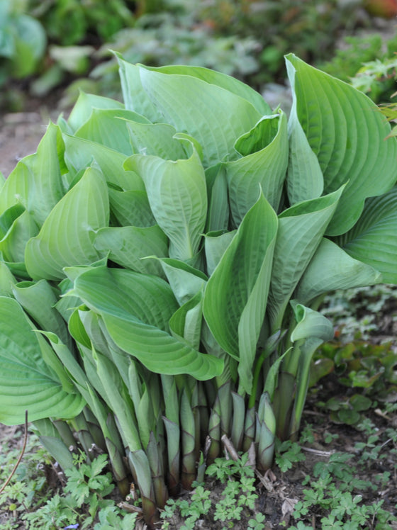 Hosta Sum & Substance - Providence Nursery