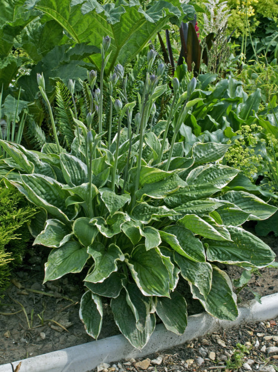 Hosta Albo Marginata - Providence Nursery