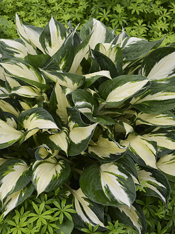 Hosta Loyalist - Providence Nursery