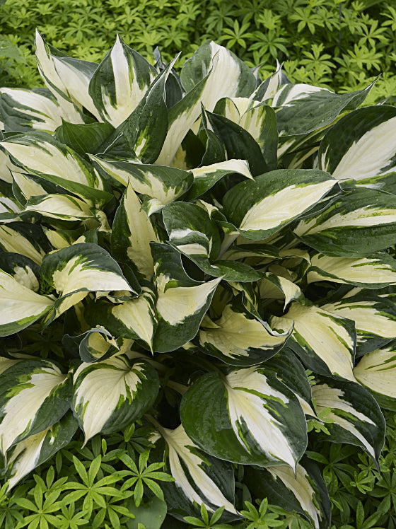 Hosta Loyalist - Providence Nursery