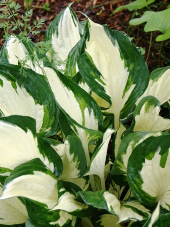 Hosta Loyalist - Providence Nursery